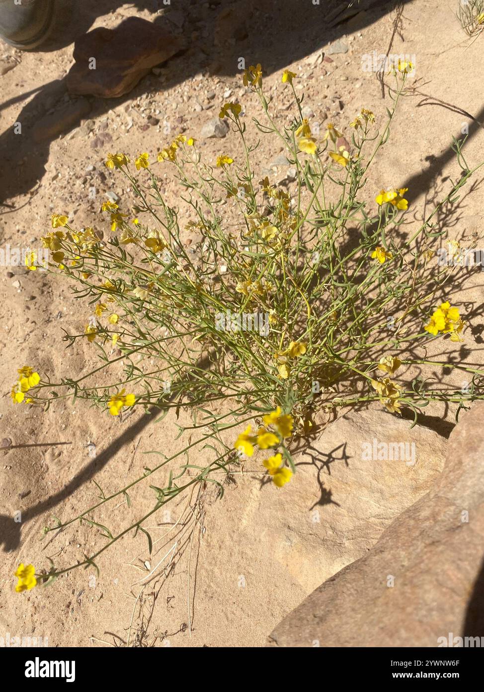 Gutierrezia sarothrae broom hi-res stock photography and images - Alamy