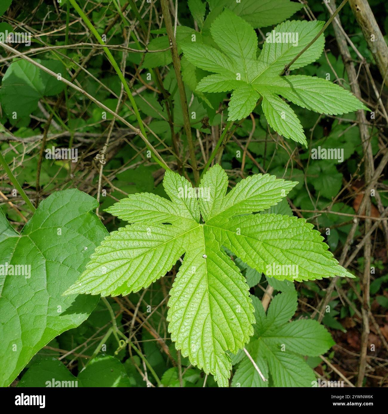 Humulus scandens hi-res stock photography and images - Alamy