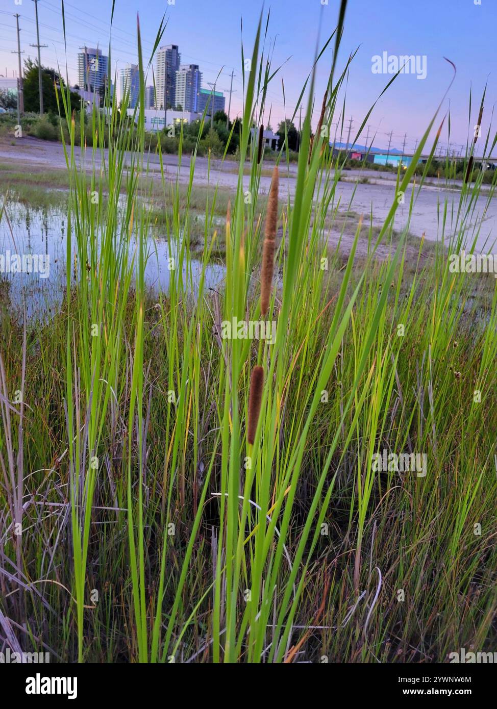 narrow-leaved cattail (Typha angustifolia Stock Photo - Alamy