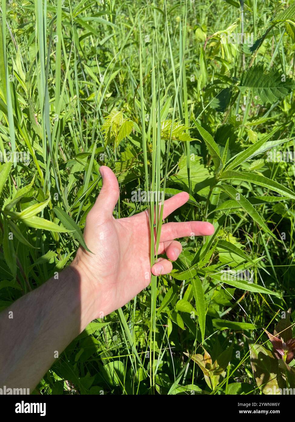 canadian bluejoint (Calamagrostis canadensis Stock Photo - Alamy