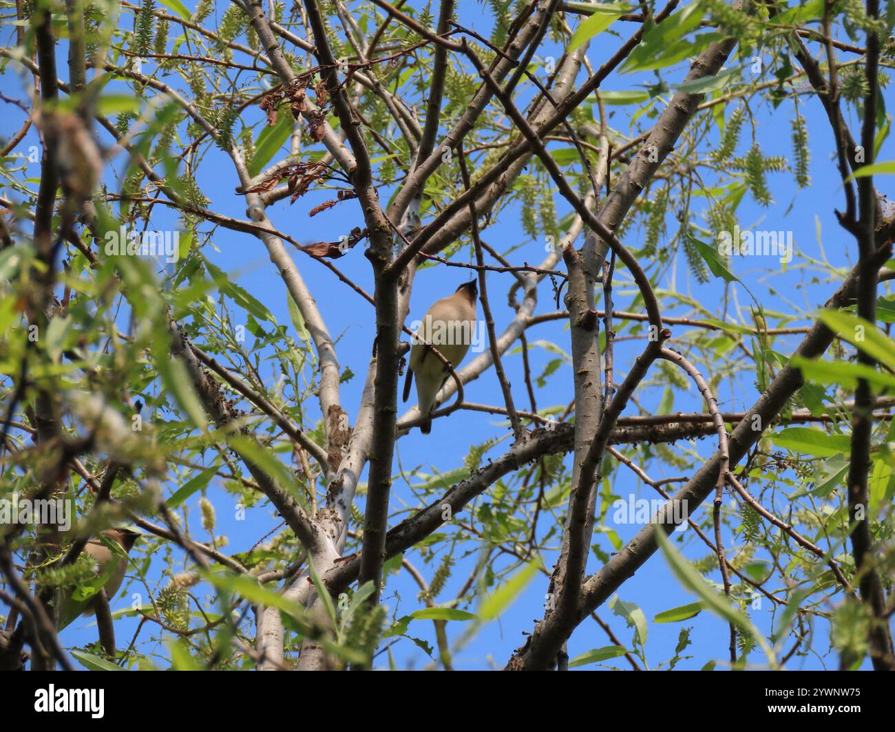Cedar Waxwing (Bombycilla cedrorum Stock Photo - Alamy