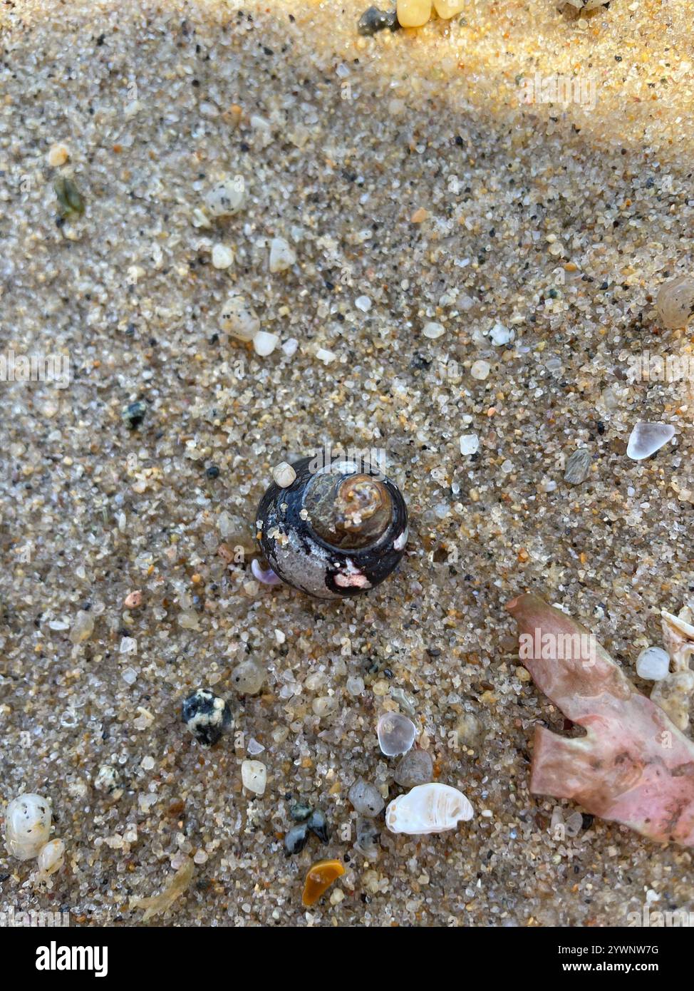 Black Tegula (Tegula funebralis Stock Photo - Alamy