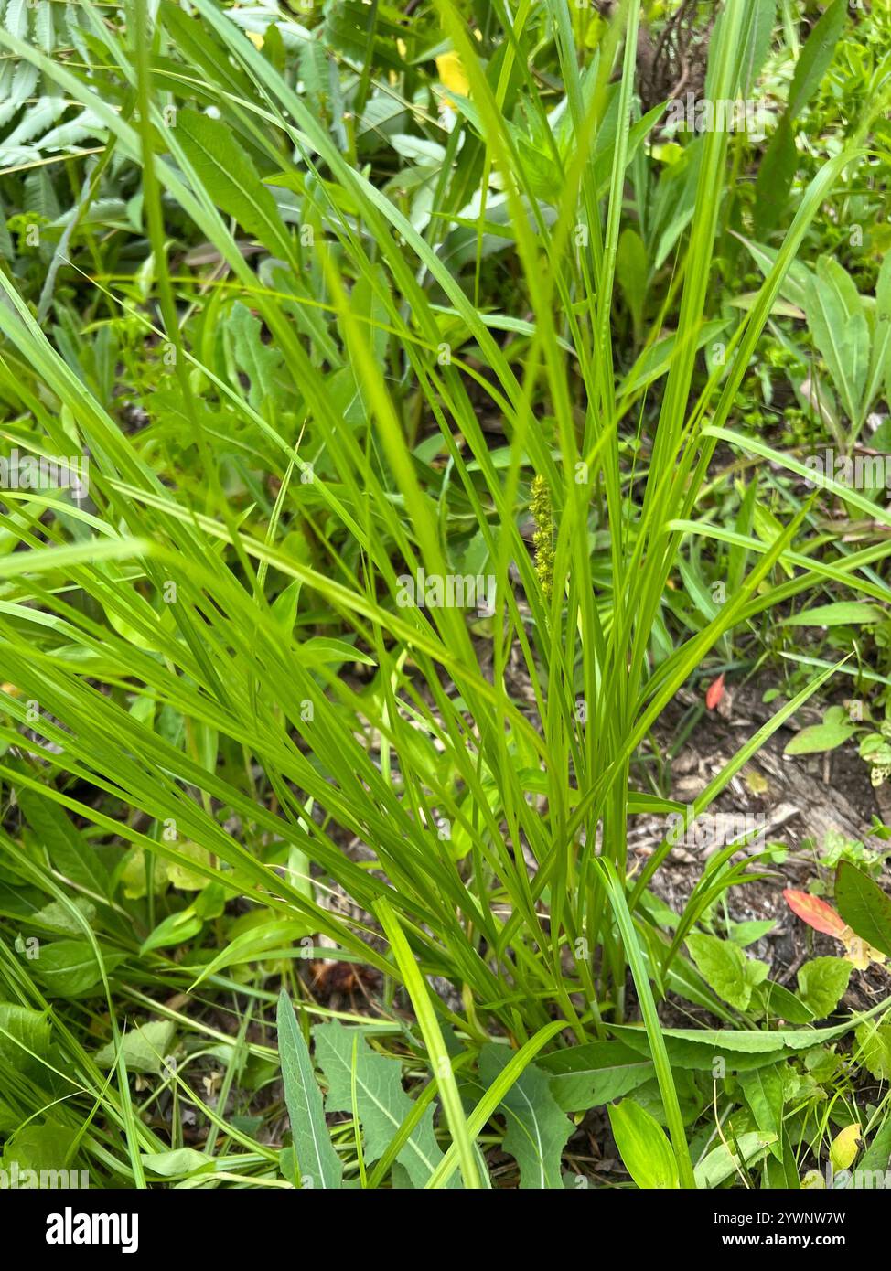 fox sedge (Carex vulpinoidea Stock Photo - Alamy