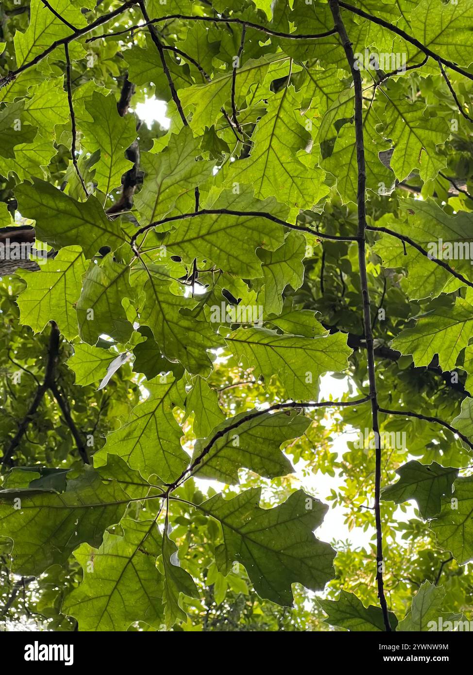black oak (Quercus velutina Stock Photo - Alamy