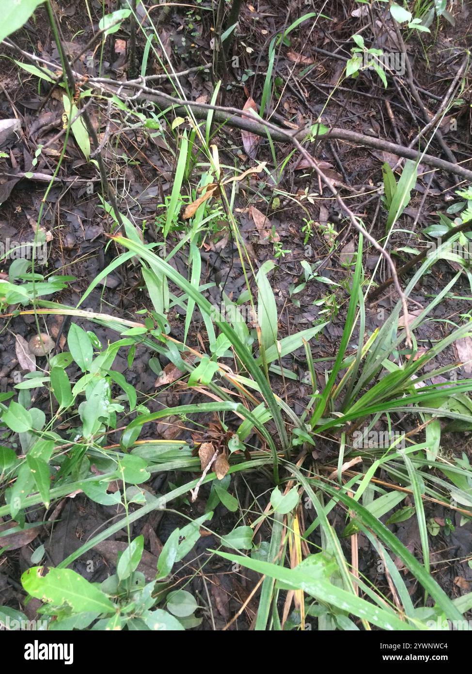 southern long sedge (Carex lonchocarpa Stock Photo - Alamy