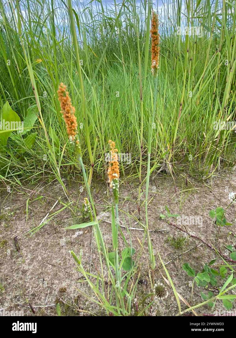 Short foxtail hi-res stock photography and images - Alamy