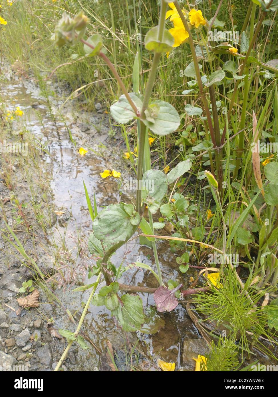 seep monkeyflower (Erythranthe guttata Stock Photo - Alamy