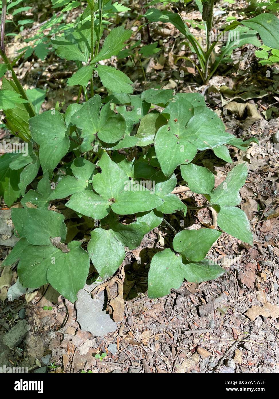 sharp-lobed hepatica (Hepatica acutiloba Stock Photo - Alamy
