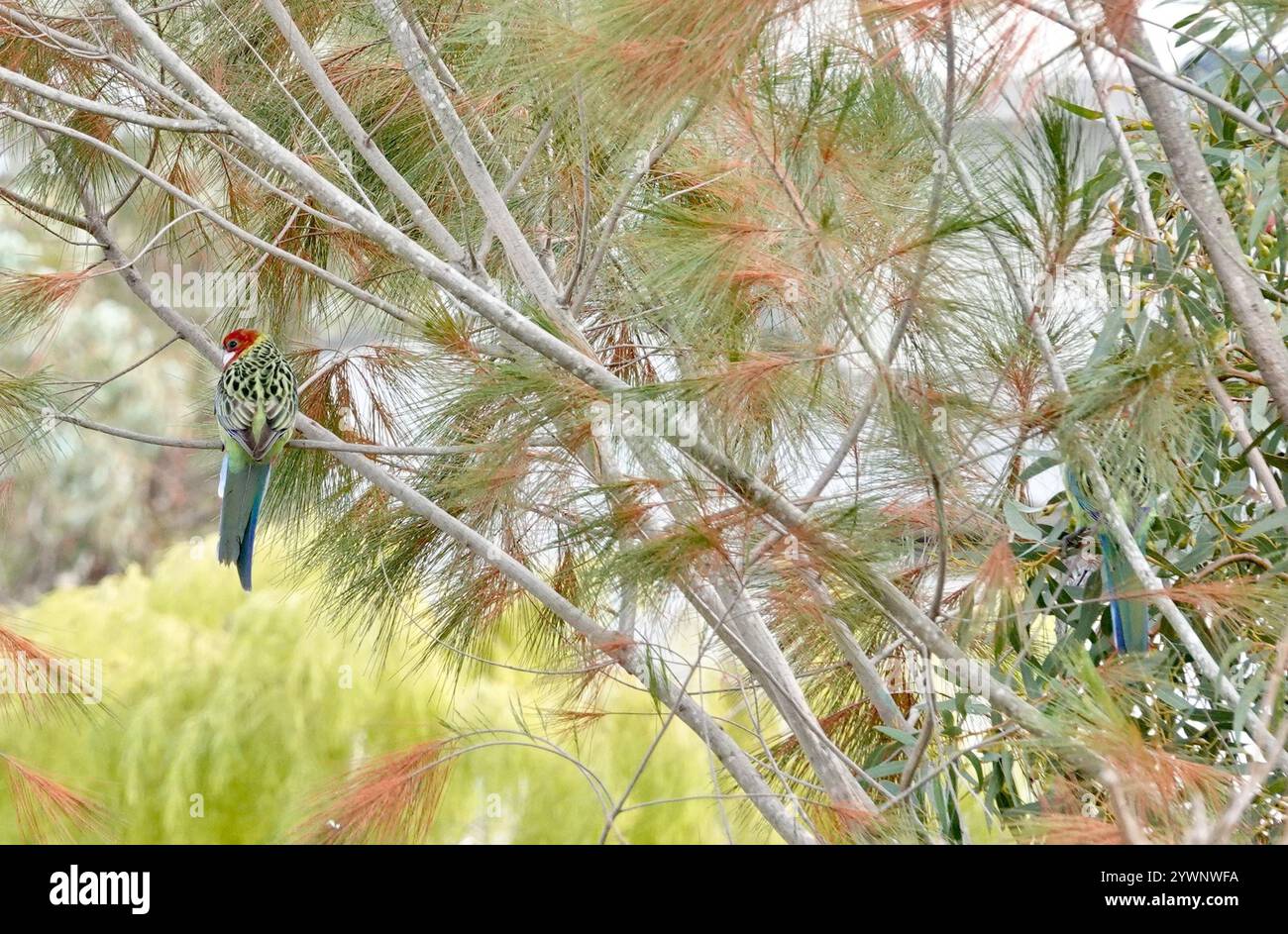 Southeast Eastern Rosella (Platycercus eximius eximius Stock Photo - Alamy
