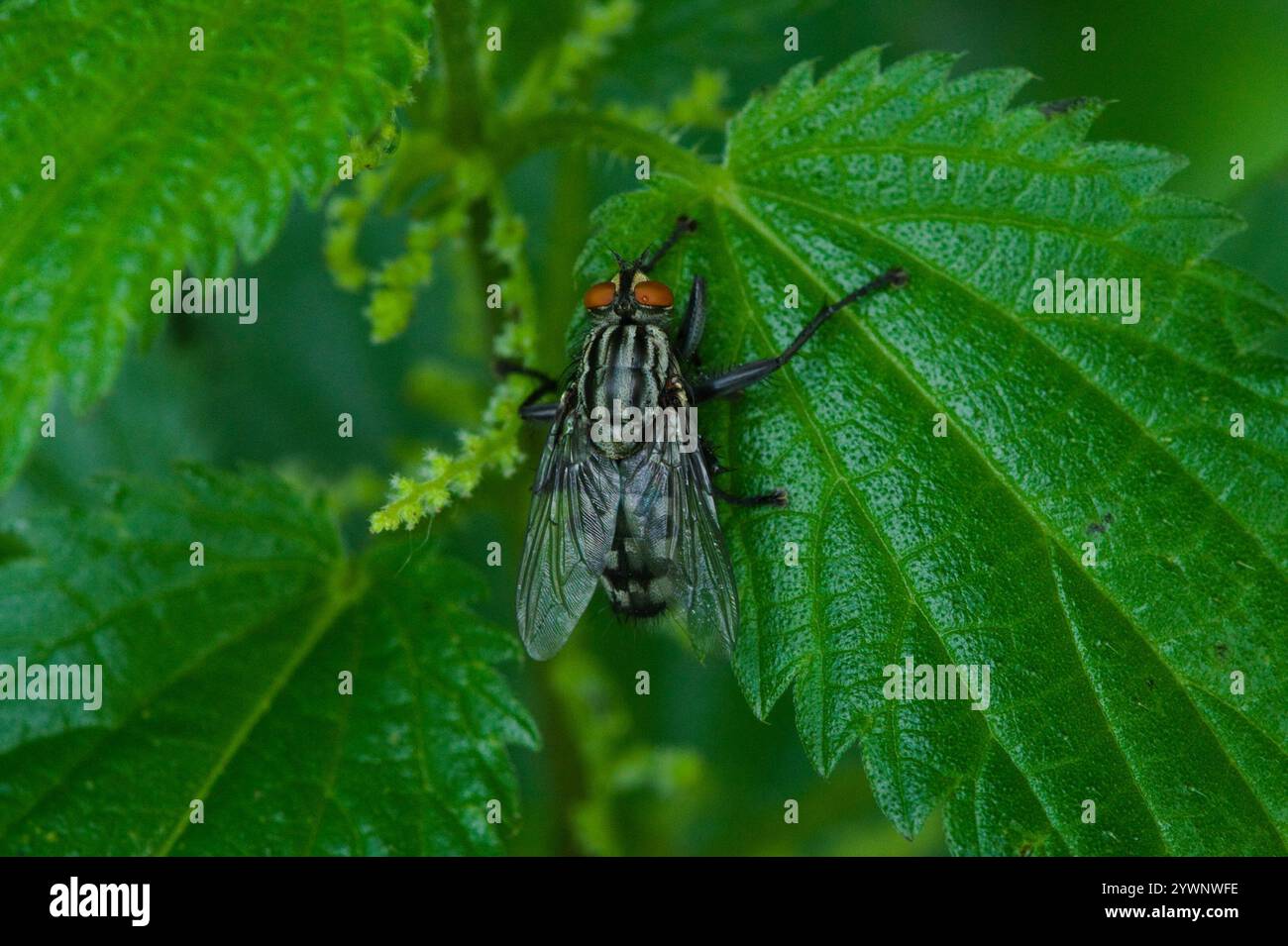 Common Flesh Flies (Sarcophaga Stock Photo - Alamy