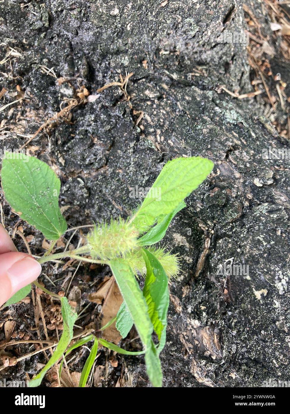 Field Copperleaf (Acalypha arvensis Stock Photo - Alamy