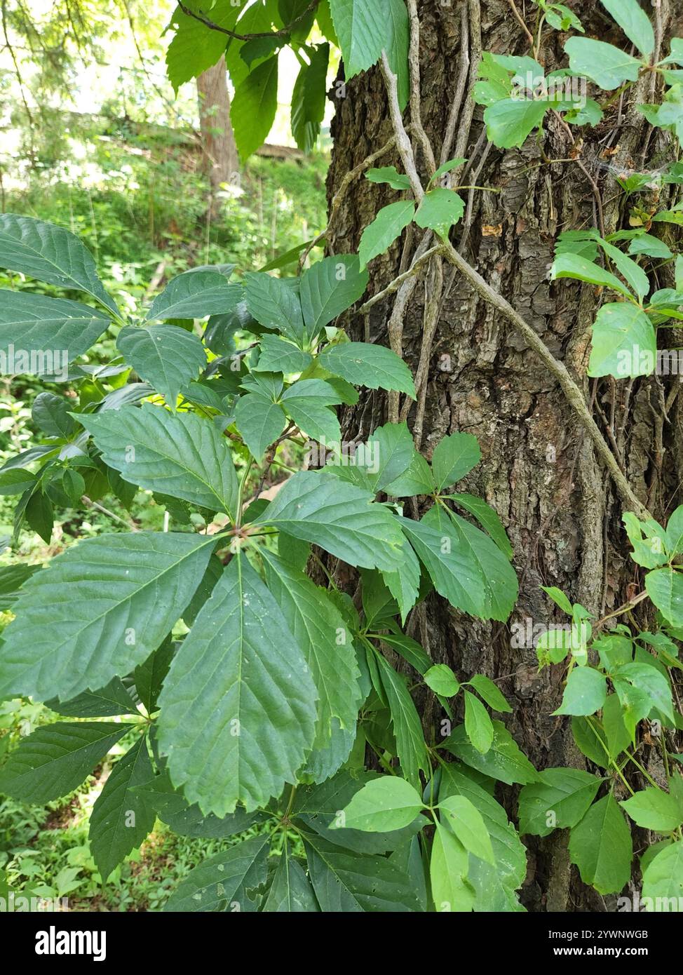 Virginia creeper (Parthenocissus quinquefolia Stock Photo - Alamy