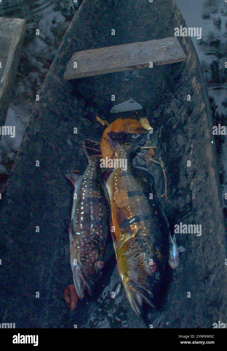 Speckled Peacock Bass (Cichla temensis Stock Photo - Alamy