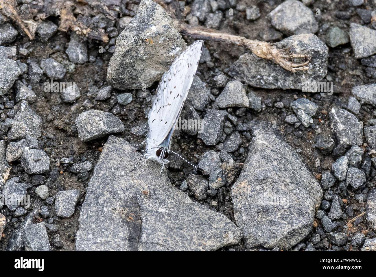Summer Azure (Celastrina neglecta Stock Photo - Alamy