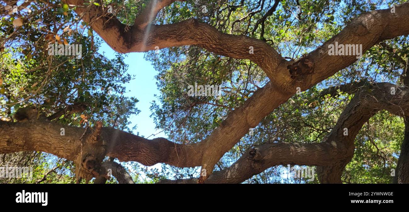 California Live Oak (Quercus agrifolia agrifolia Stock Photo - Alamy