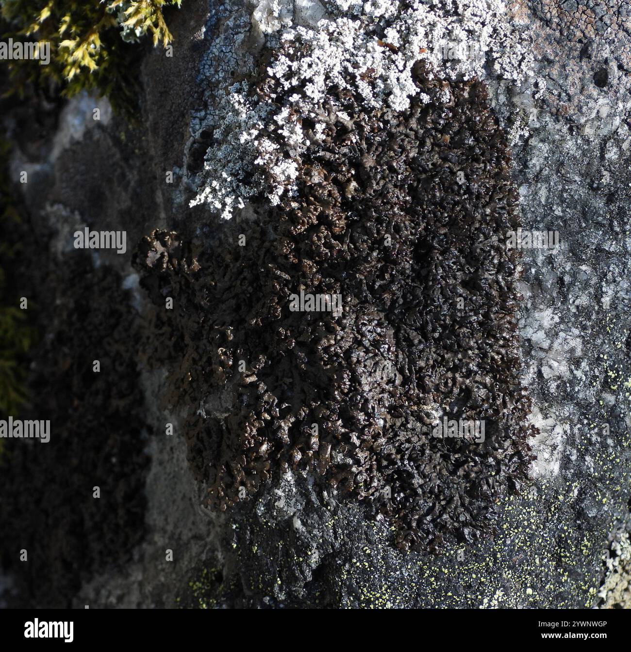 Stygian Black-parmelia (Melanelia stygia Stock Photo - Alamy