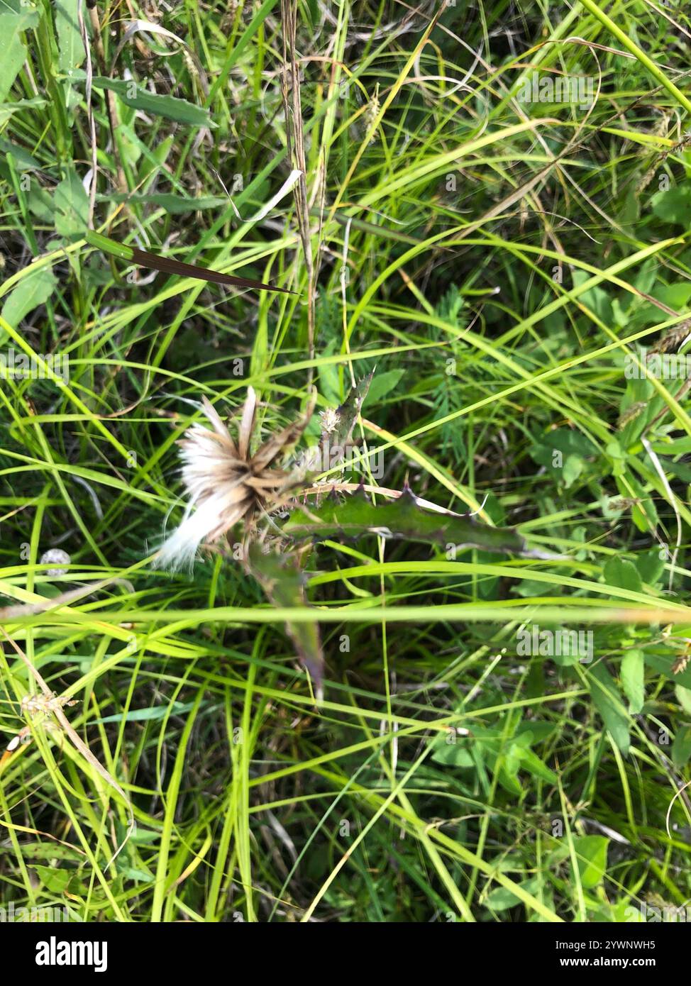 Florida thistle (Cirsium horridulum vittatum Stock Photo - Alamy