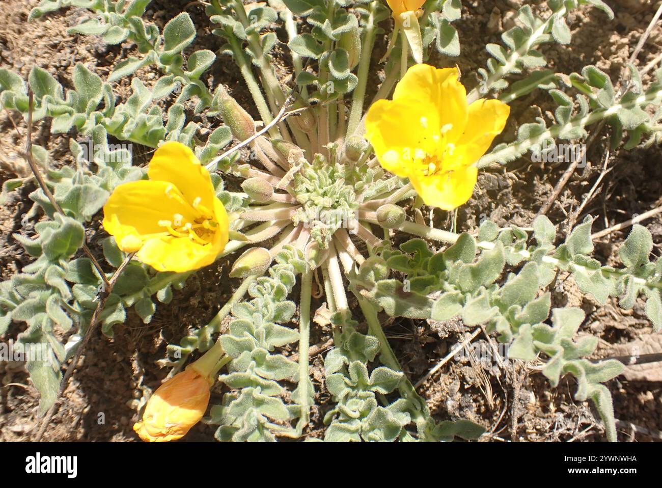 tansyleaf evening primrose (Taraxia tanacetifolia Stock Photo - Alamy