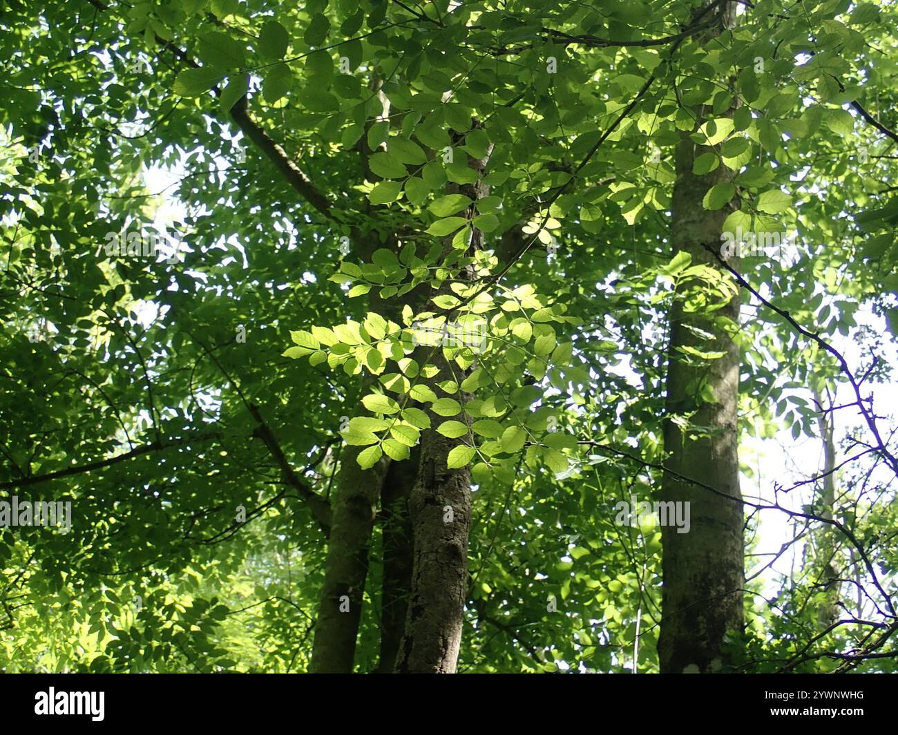 European ash (Fraxinus excelsior Stock Photo - Alamy