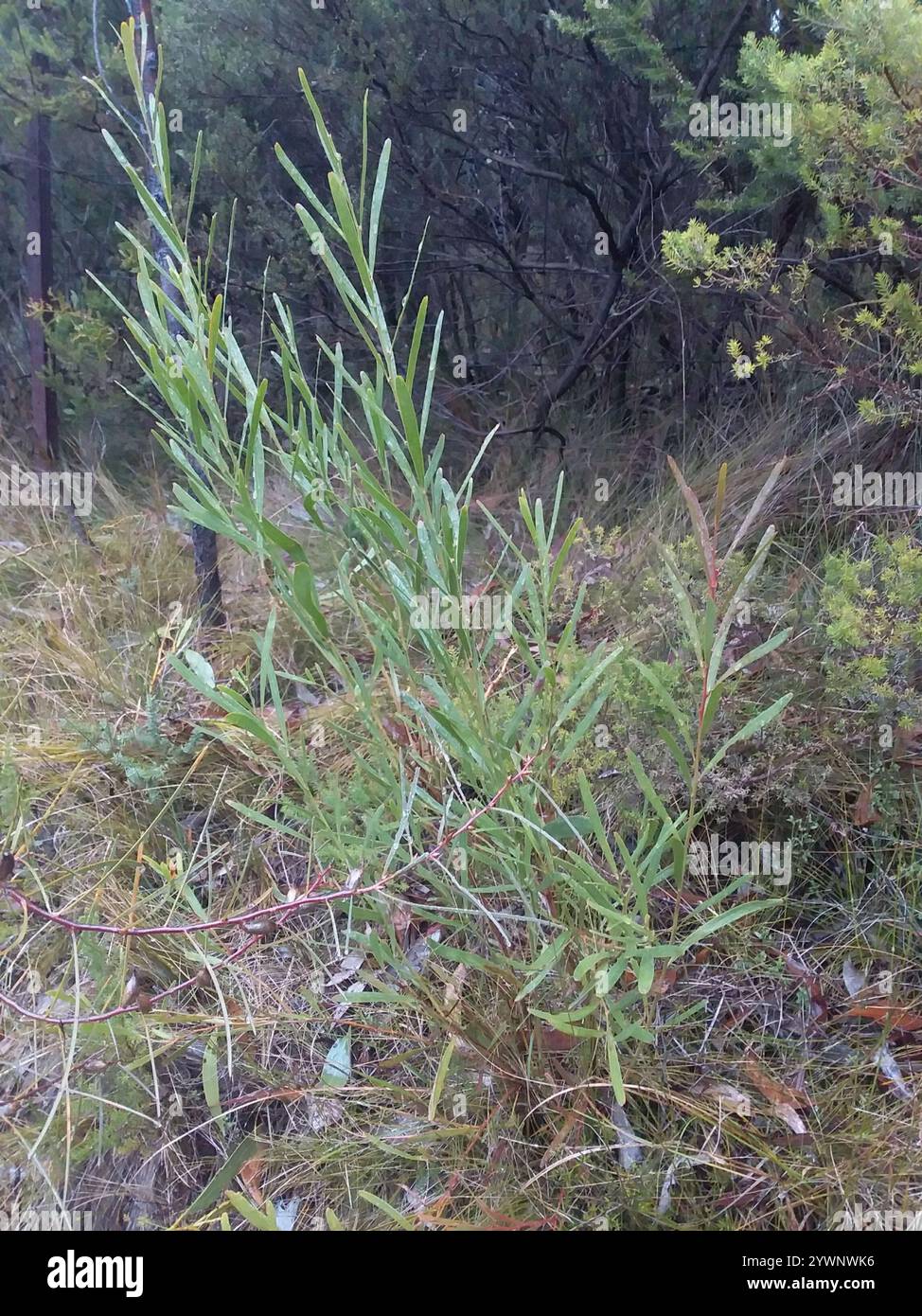 narrow-leaf bitter-pea (Daviesia leptophylla Stock Photo - Alamy