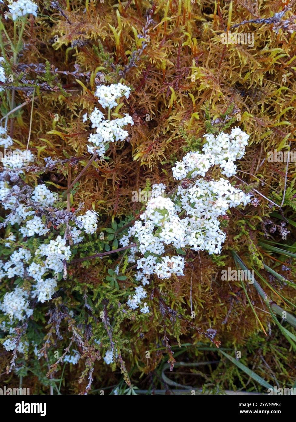 Heath Bedstraw (Galium saxatile Stock Photo - Alamy