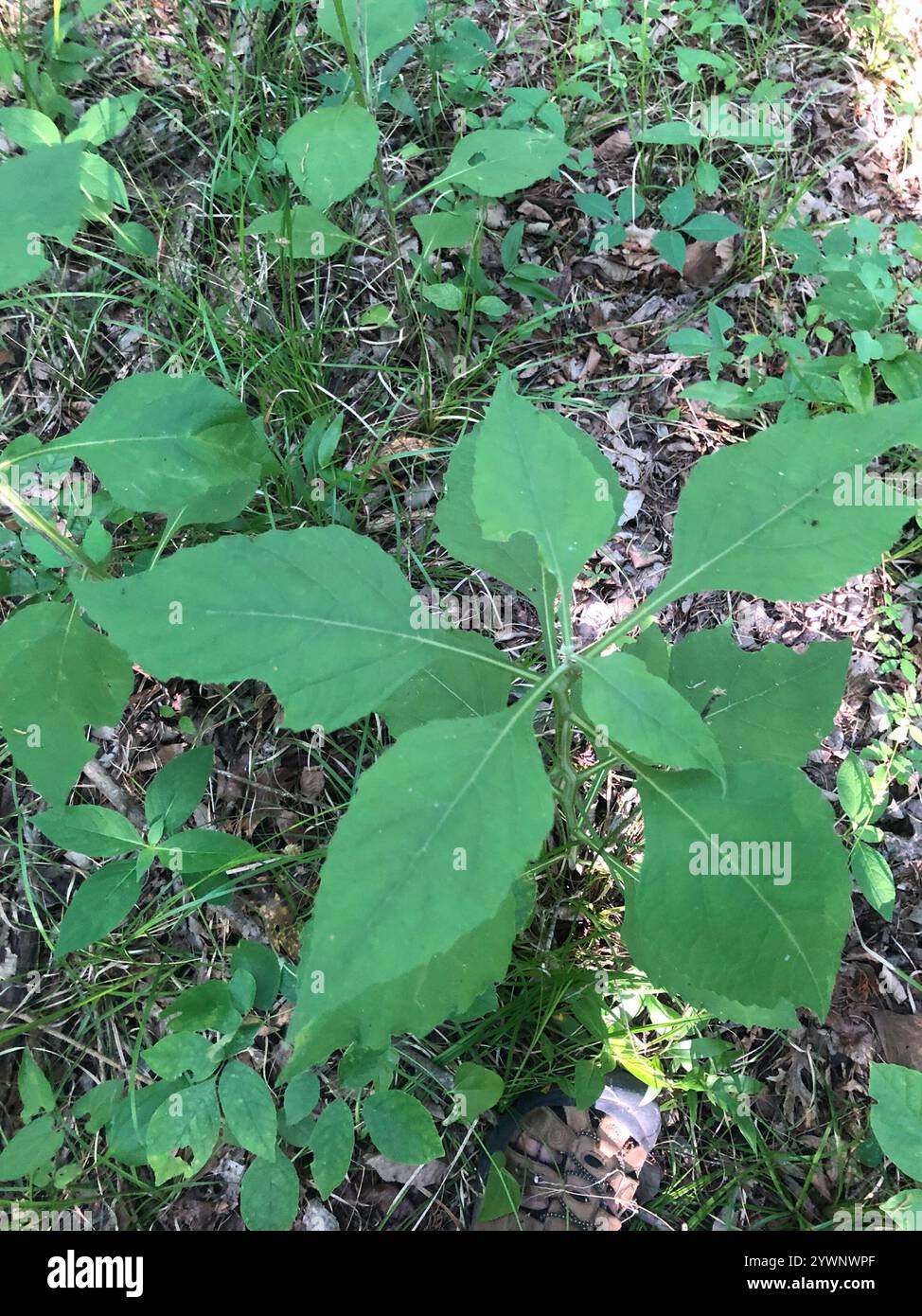 frostweed (Verbesina virginica Stock Photo - Alamy