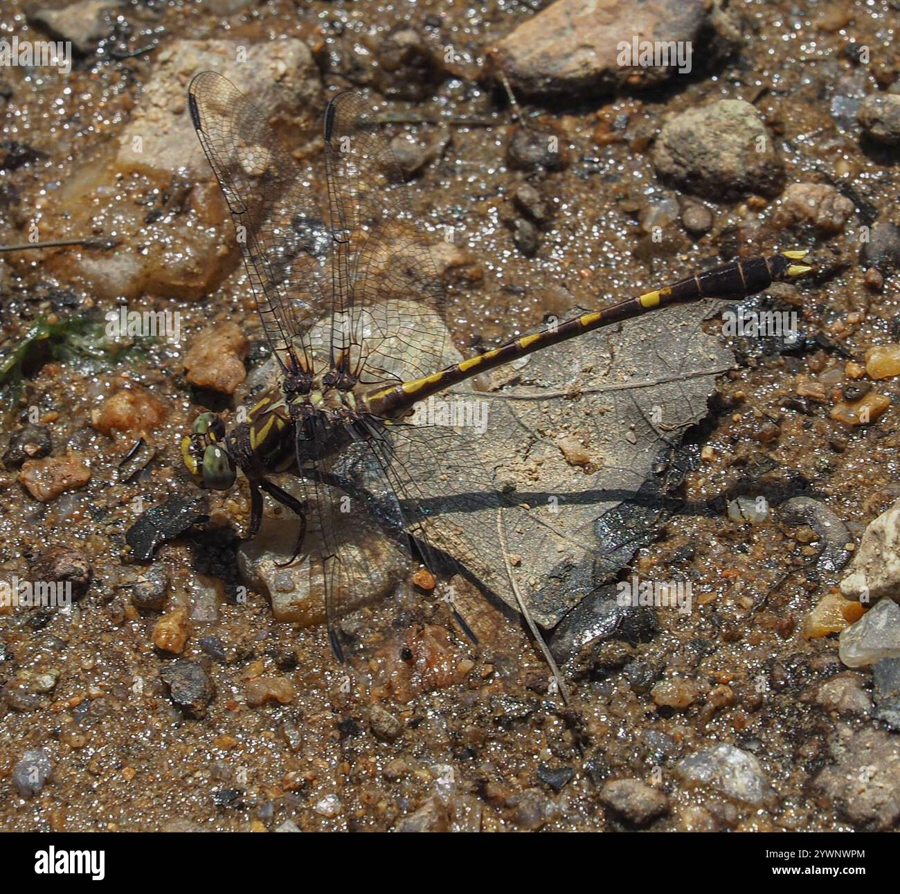 Common Sanddragon (Progomphus obscurus Stock Photo - Alamy