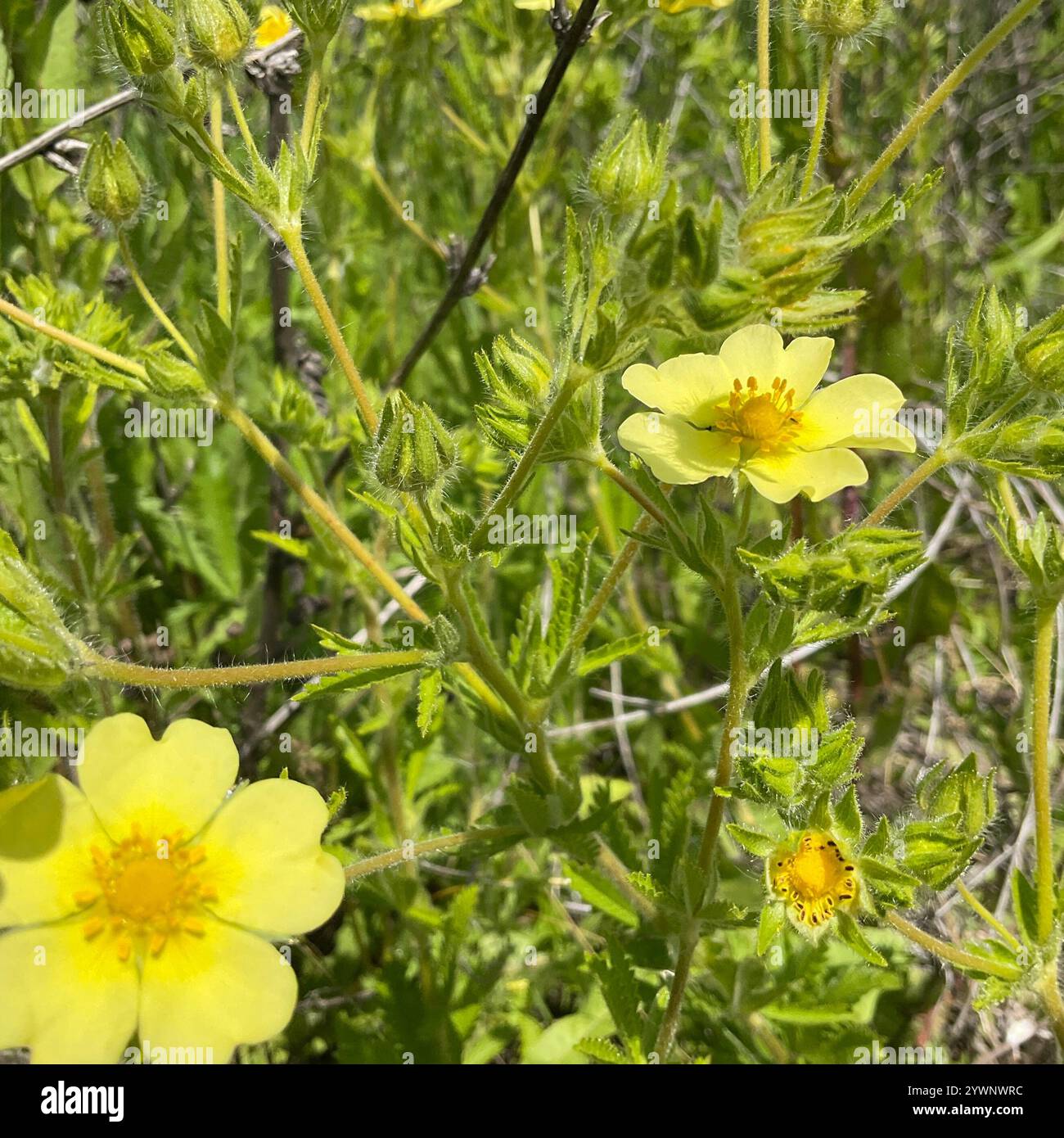 sulphur cinquefoil (Potentilla recta Stock Photo - Alamy