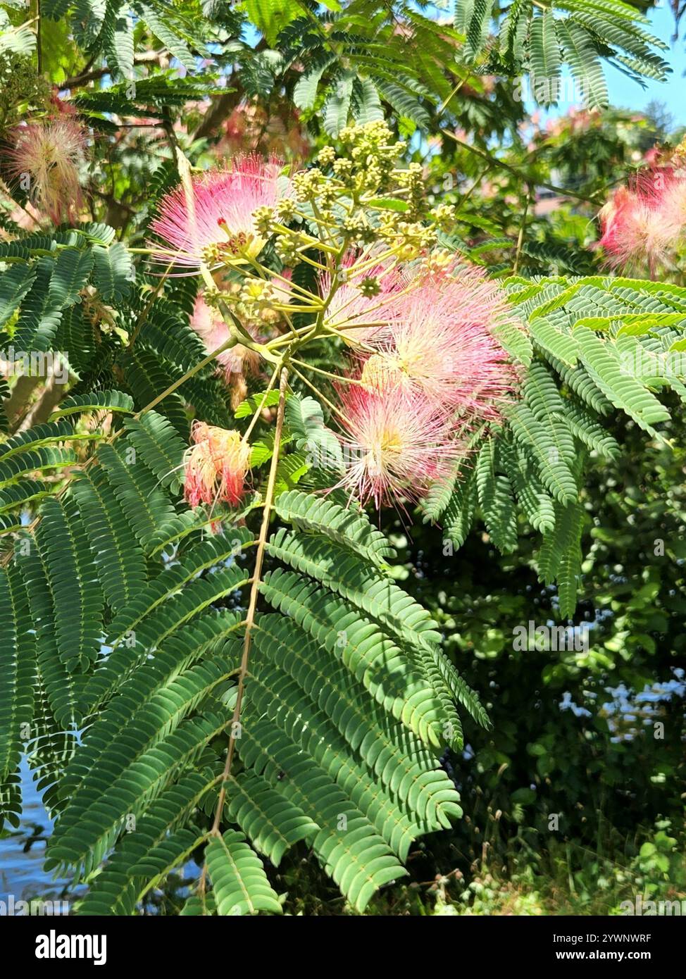 Persian silk tree (Albizia julibrissin Stock Photo - Alamy