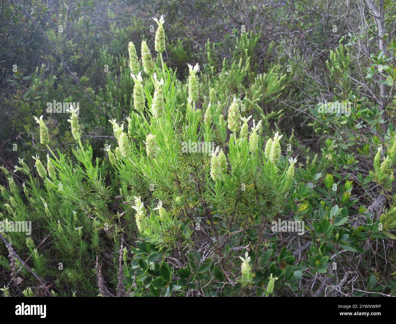 Yellow Lavender (Lavandula viridis Stock Photo - Alamy