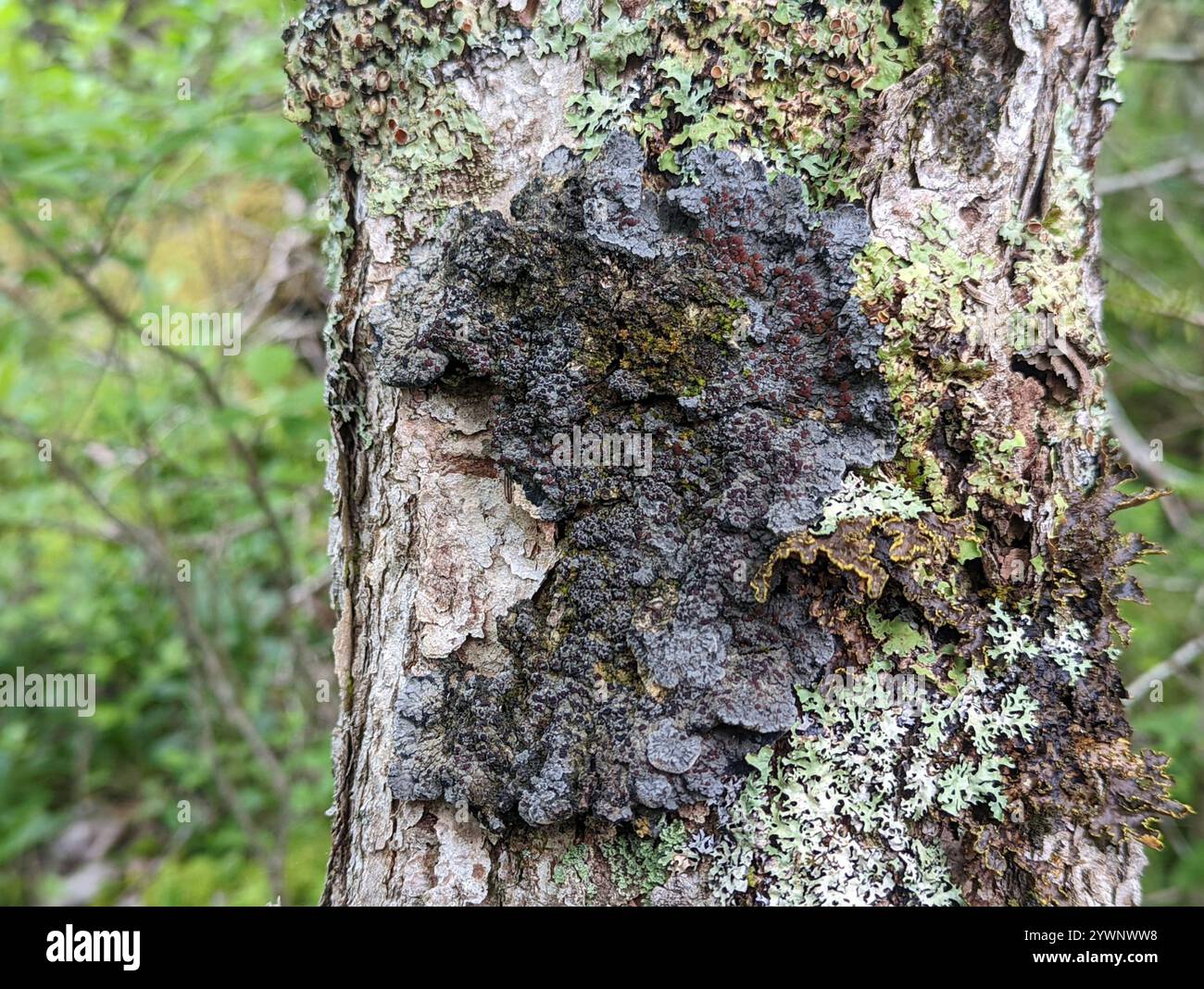 Blue Felt Lichen (Pectenia plumbea Stock Photo - Alamy
