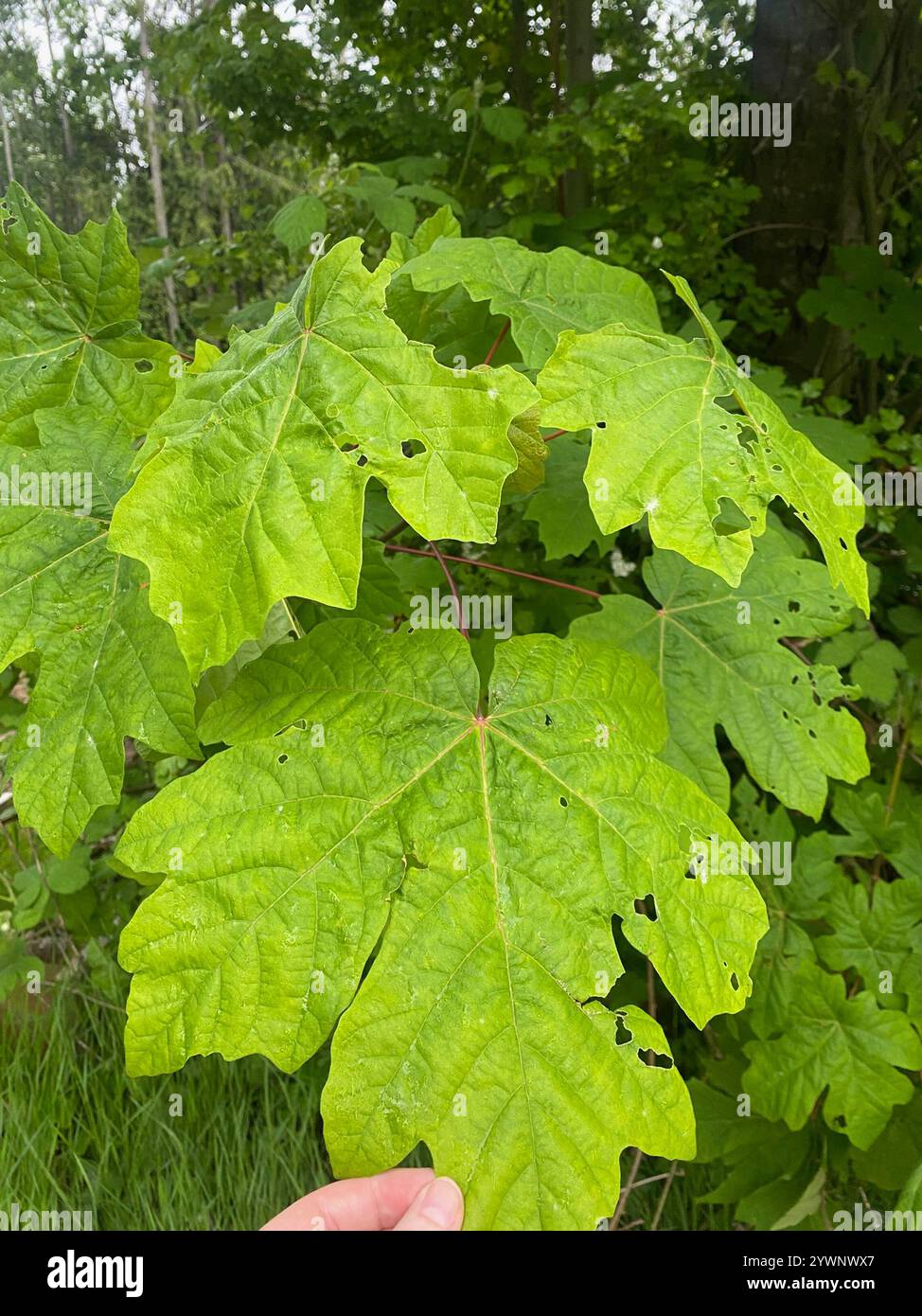 bigleaf maple (Acer macrophyllum Stock Photo - Alamy