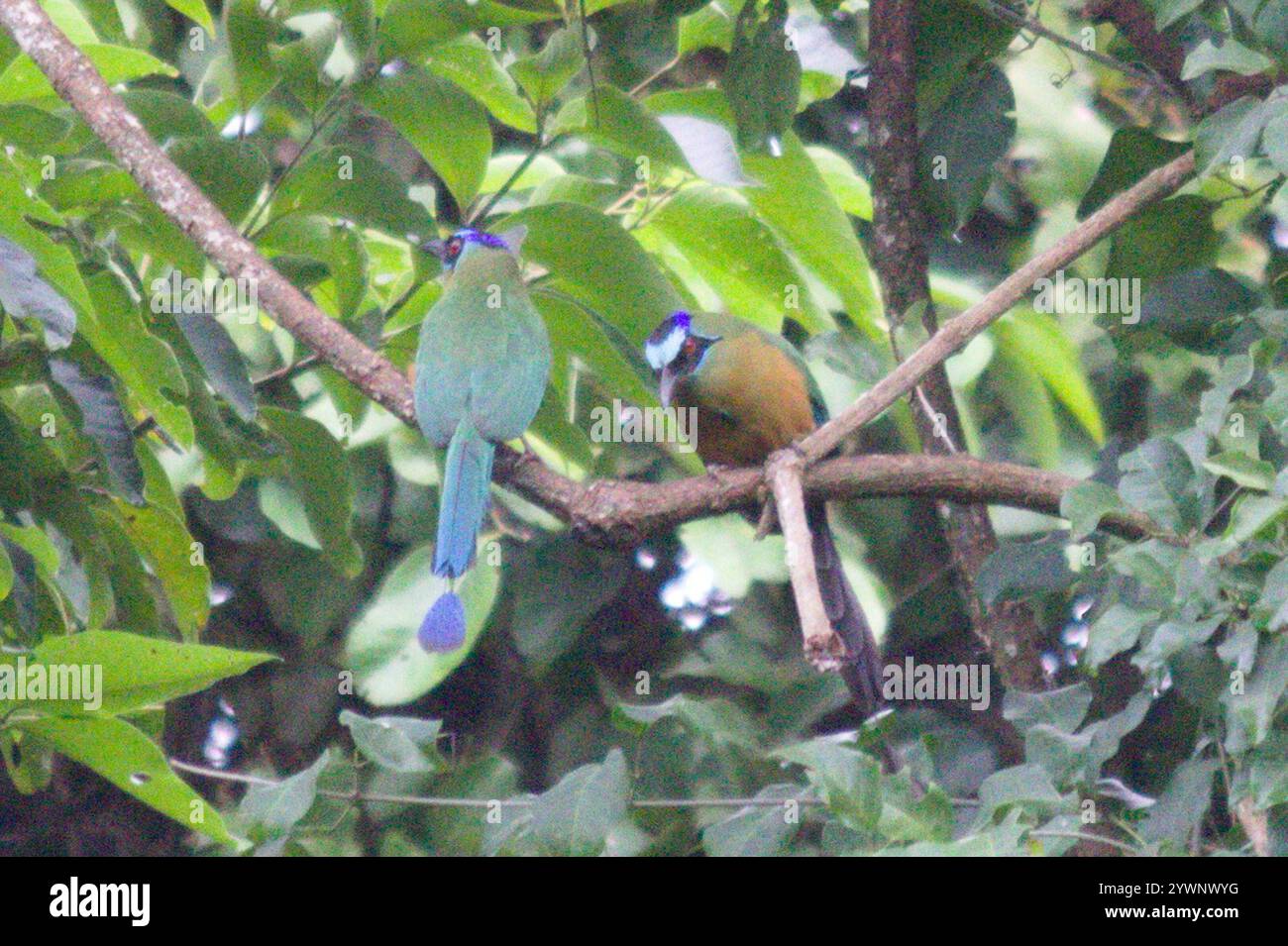 Amazonian Motmot (Momotus momota Stock Photo - Alamy