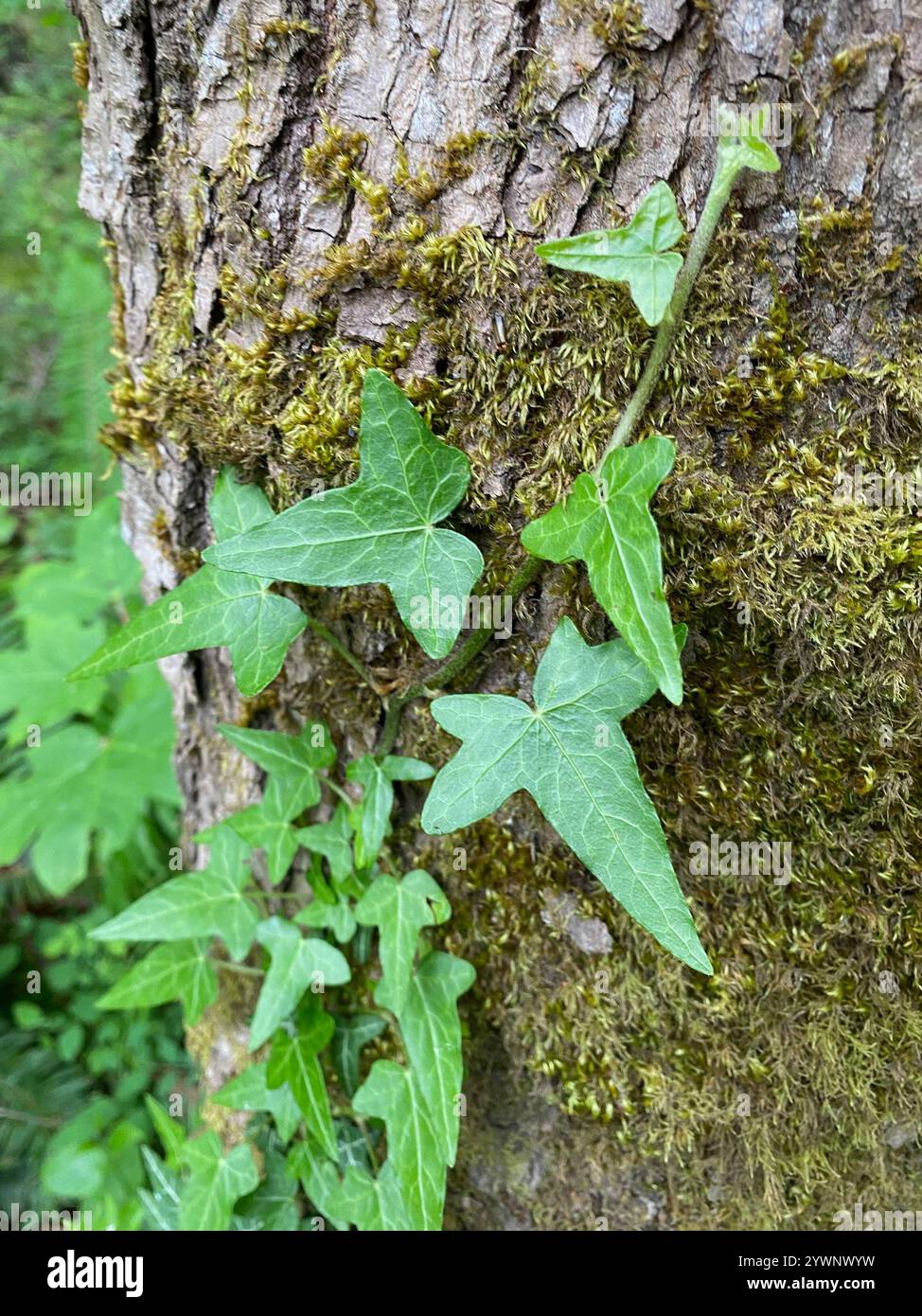 Atlantic Ivy (Hedera hibernica Stock Photo - Alamy