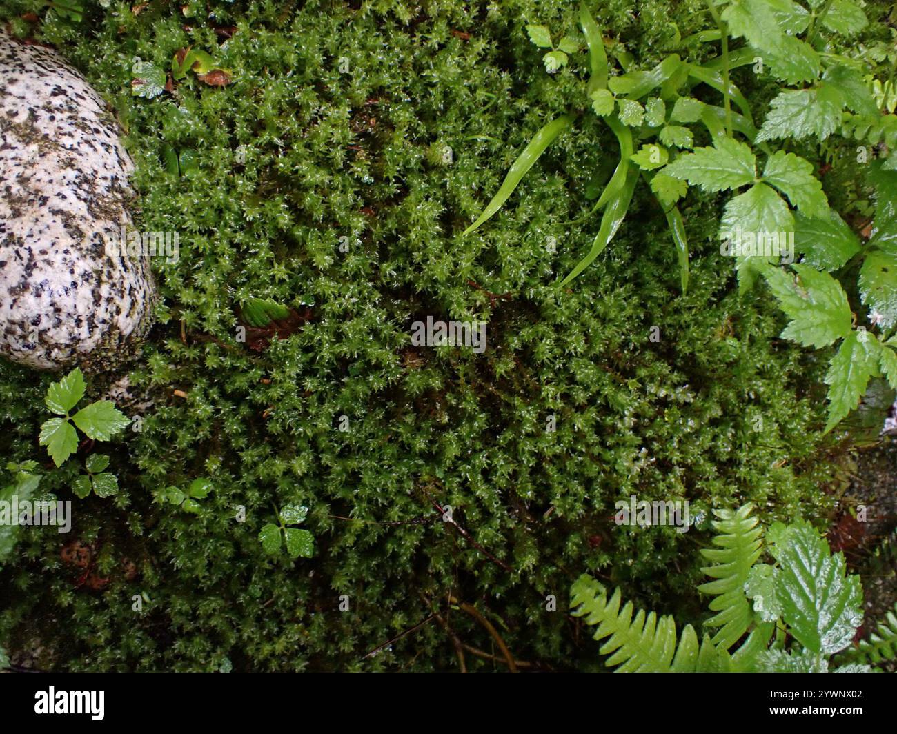 Large Hair Moss (Oligotrichum parallelum Stock Photo - Alamy