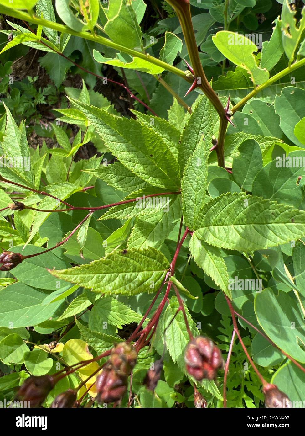 Bowman's root (Gillenia trifoliata Stock Photo - Alamy