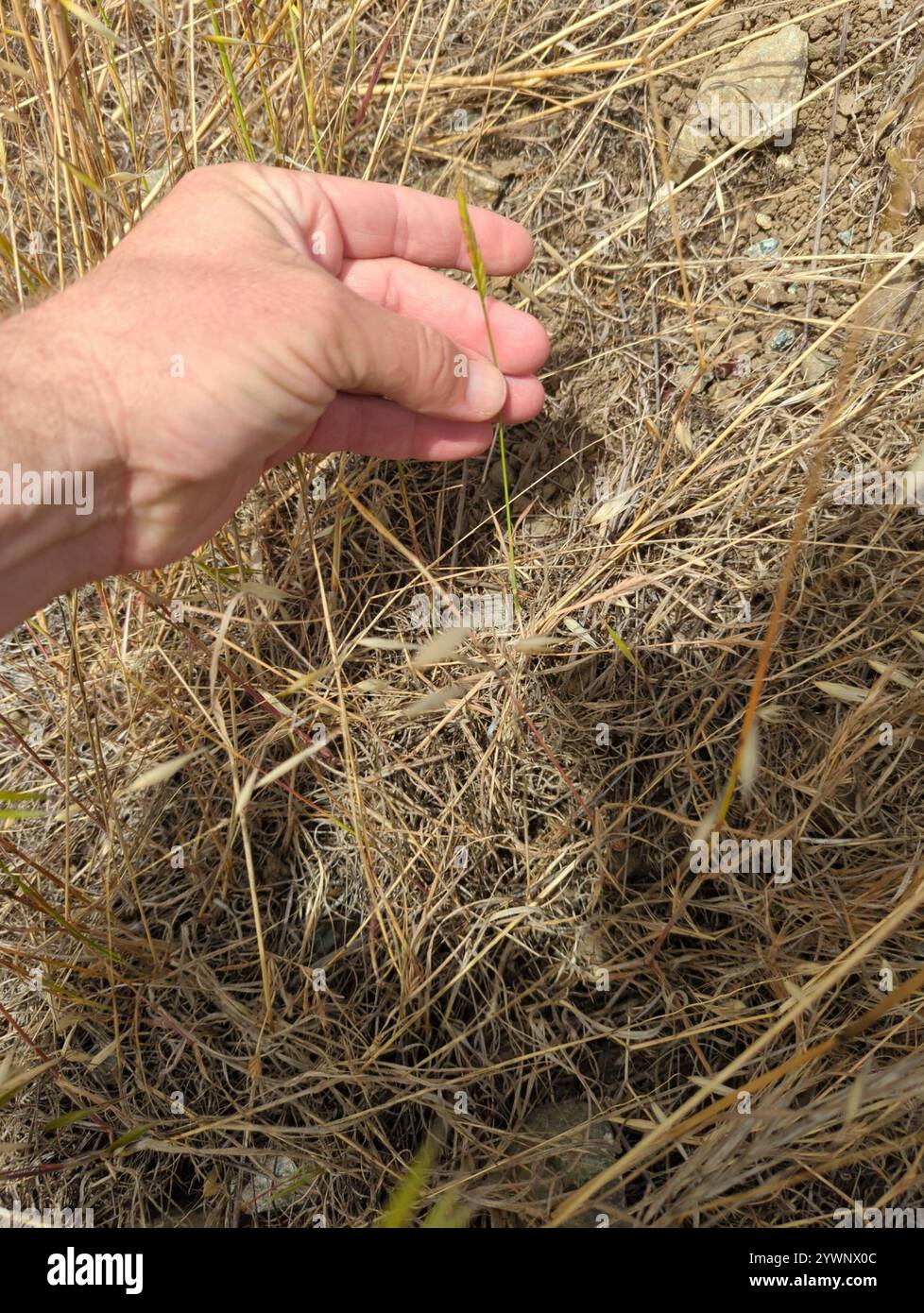 purple false-brome (Brachypodium distachyon Stock Photo - Alamy