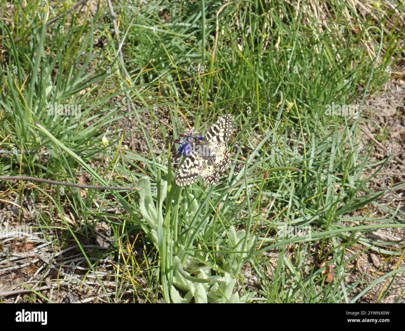 Southern Festoon (Zerynthia polyxena Stock Photo - Alamy