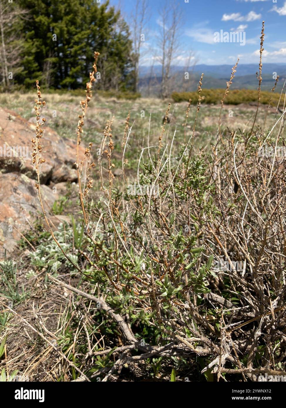 Silver Sagebrush (Artemisia cana Stock Photo - Alamy