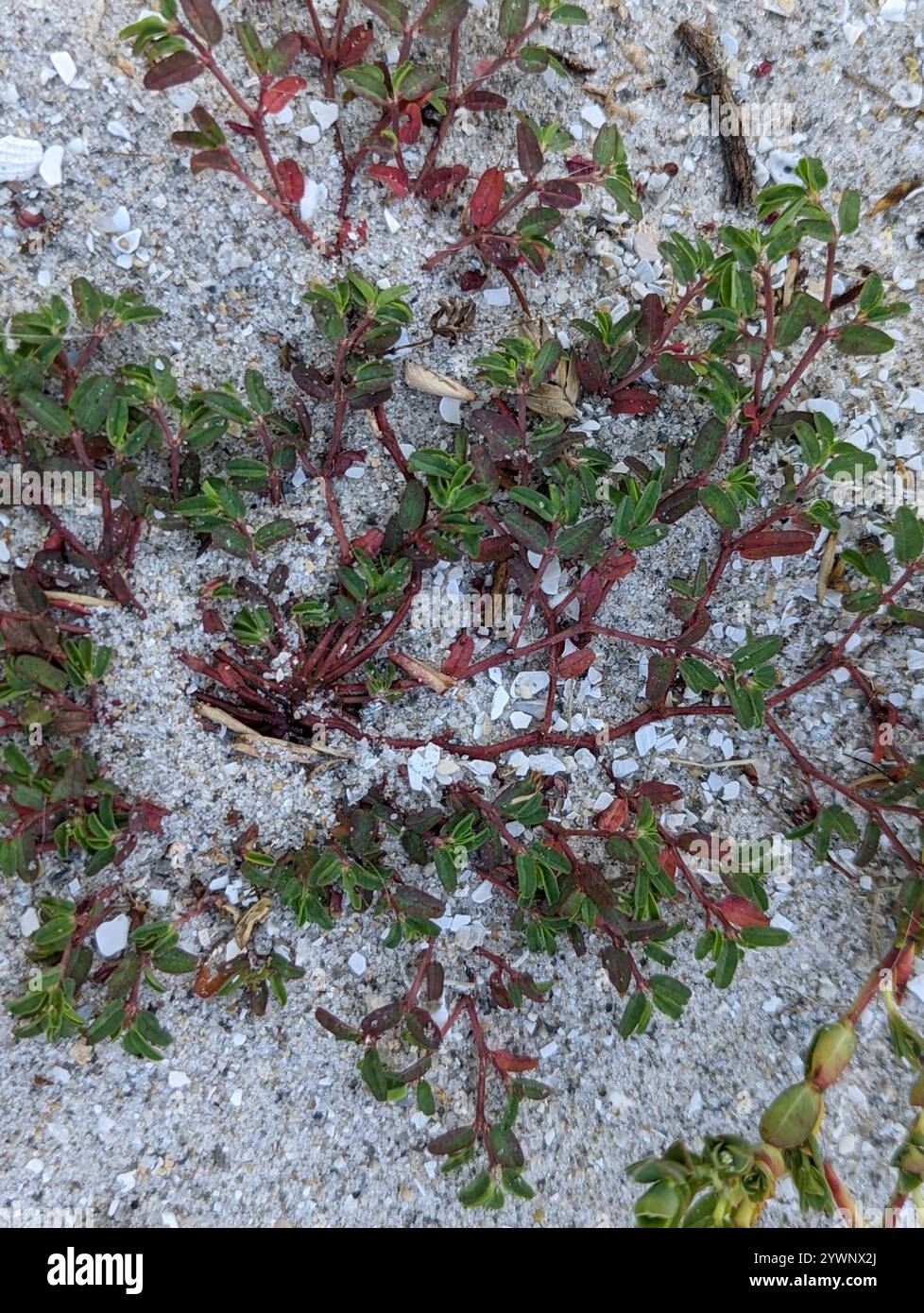 Southern Seaside Spurge (Euphorbia bombensis Stock Photo - Alamy