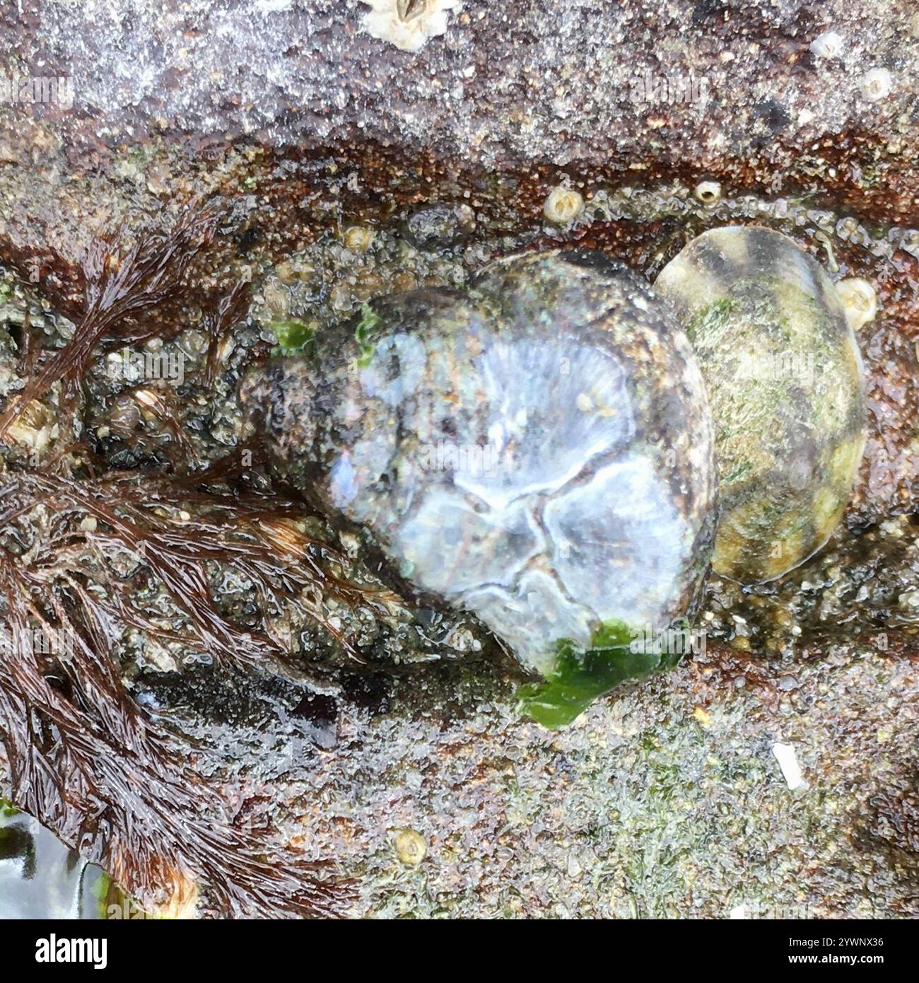 Blue-Ringed Top Snail (Calliostoma ligatum Stock Photo - Alamy