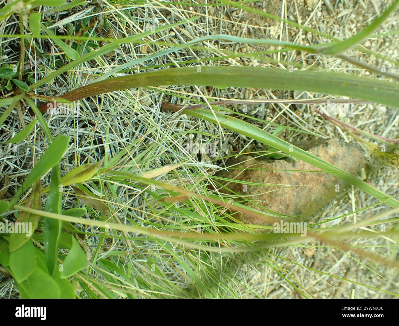 Howell's mariposa lily (Calochortus howellii Stock Photo - Alamy