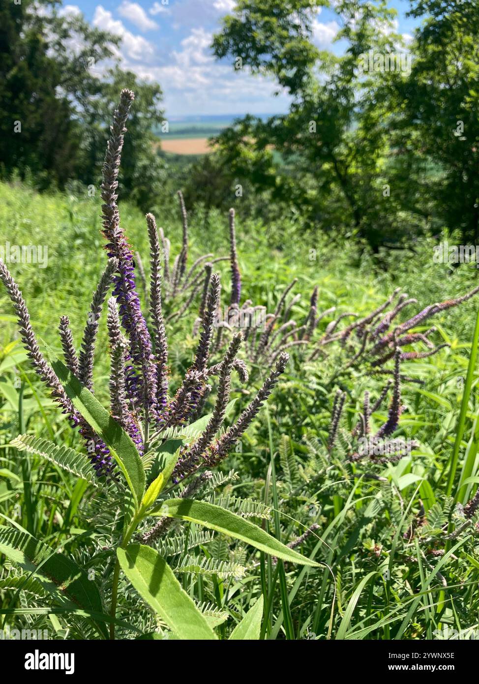 leadplant (Amorpha canescens Stock Photo - Alamy