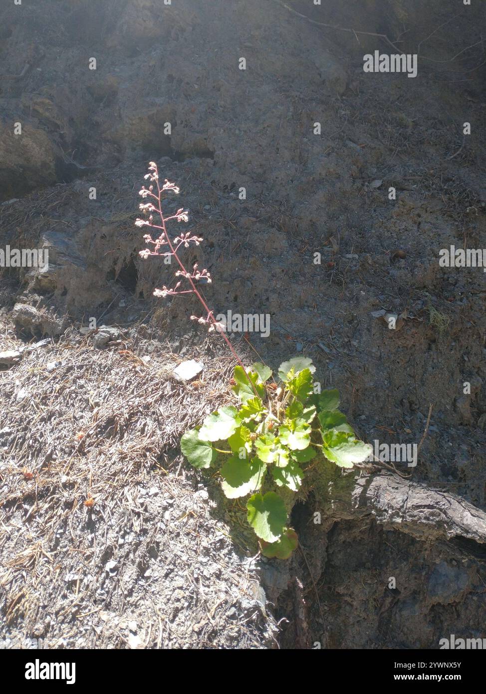 crevice alumroot (Heuchera micrantha Stock Photo - Alamy