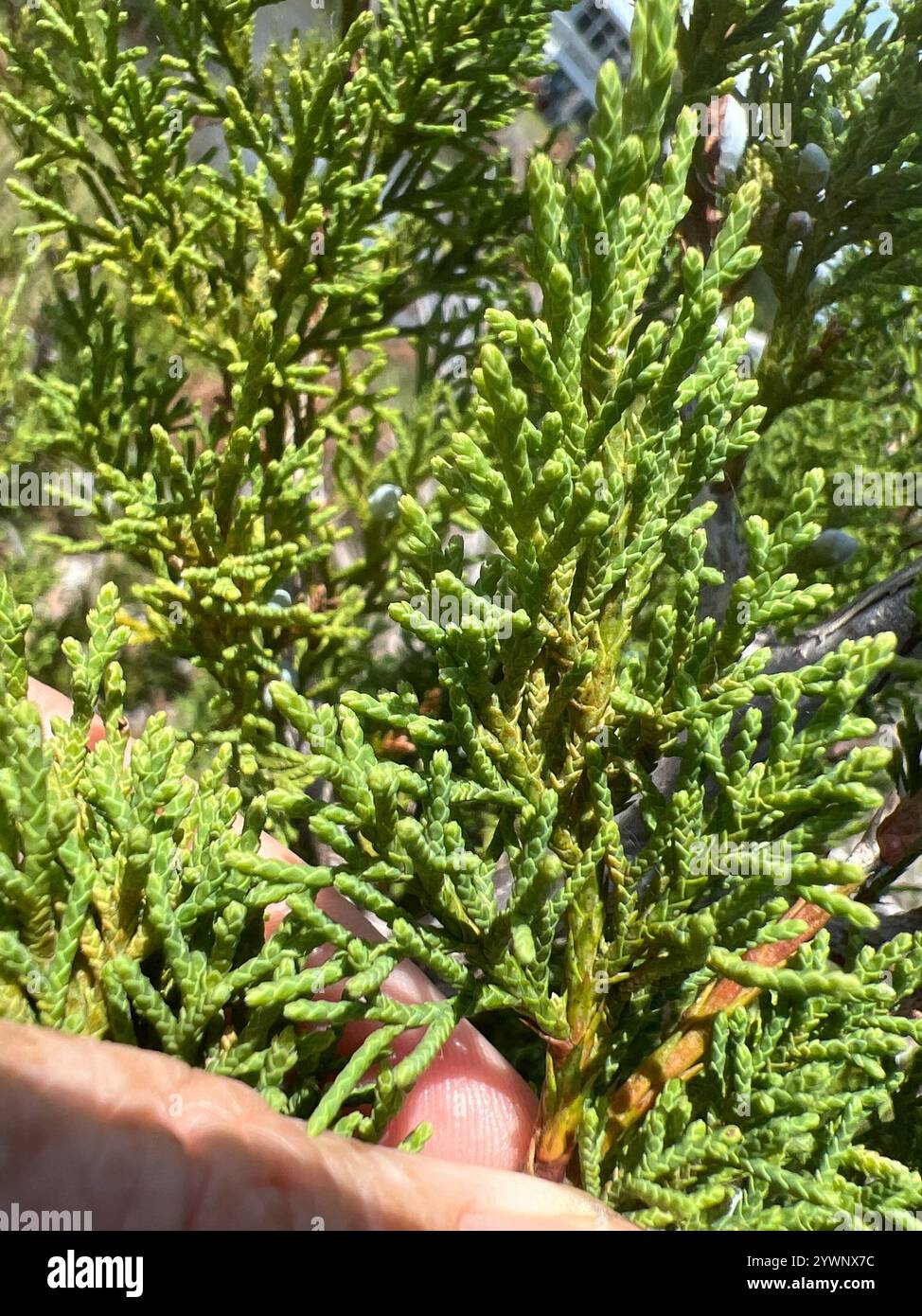Southern Redcedar (Juniperus virginiana silicicola Stock Photo - Alamy