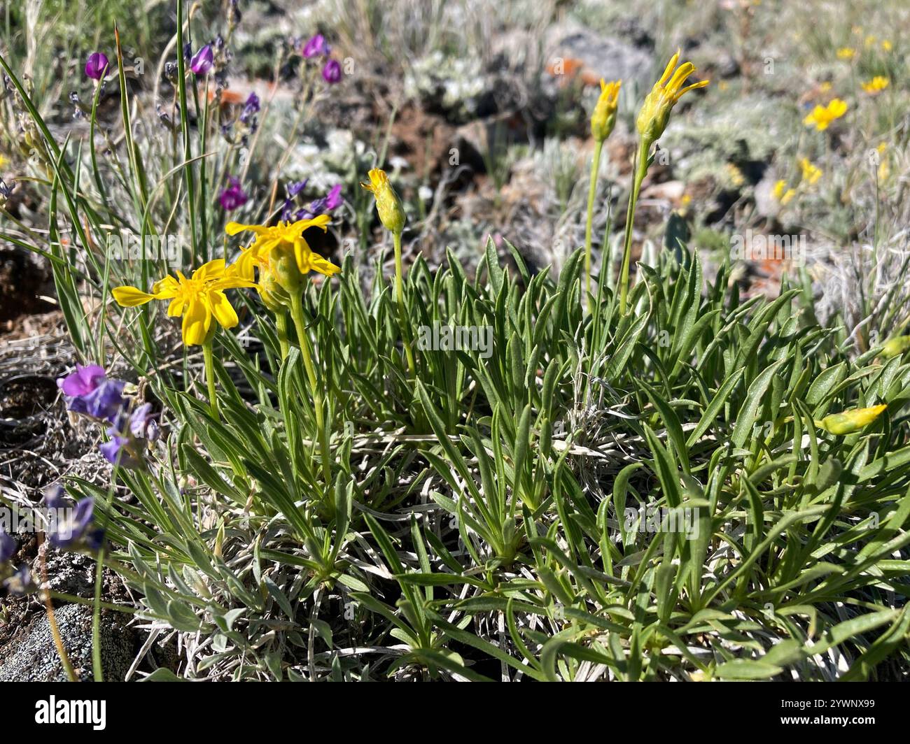 Thrift Mock Goldenweed (Stenotus armerioides Stock Photo - Alamy