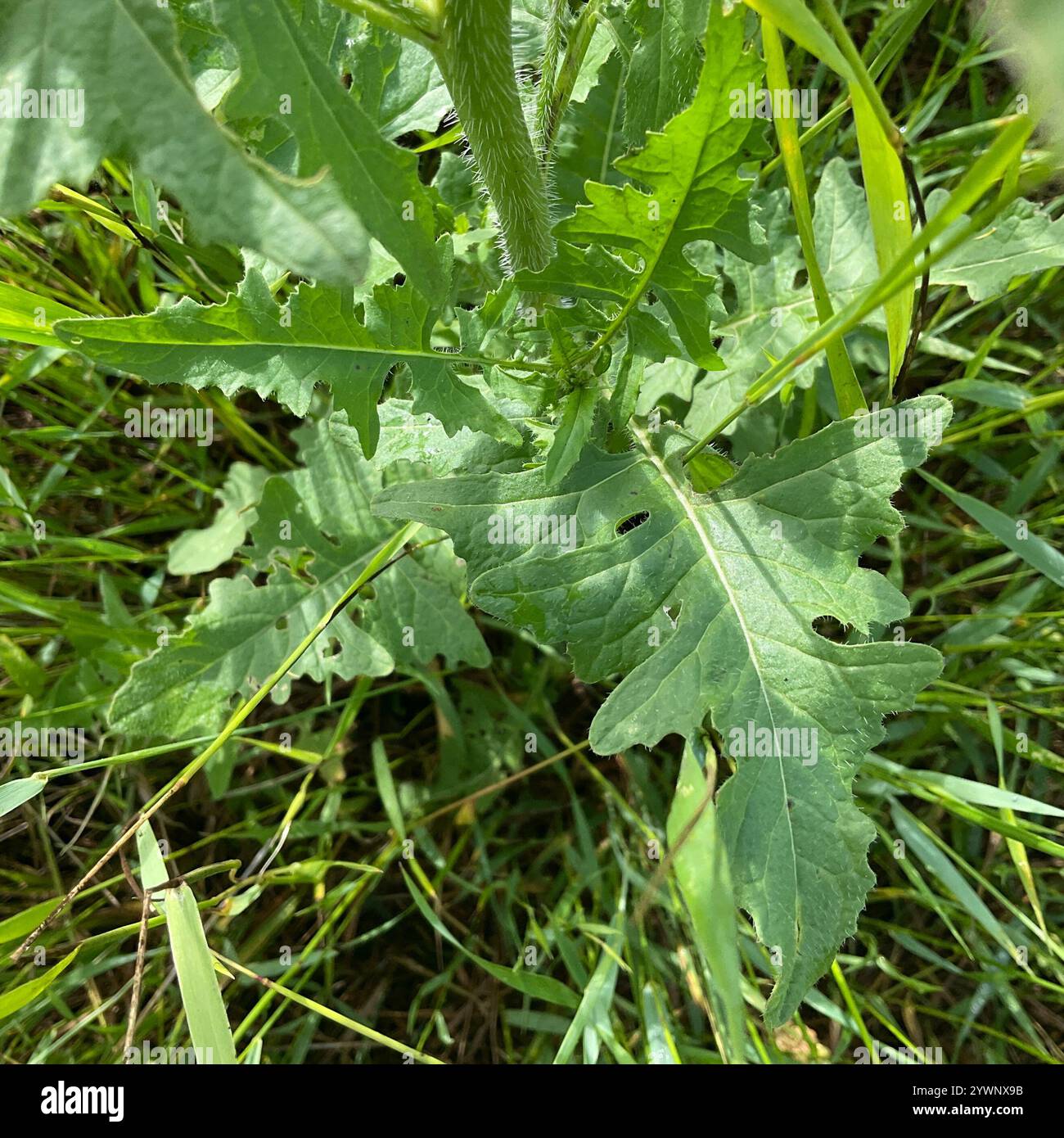 London false rocket hi-res stock photography and images - Alamy