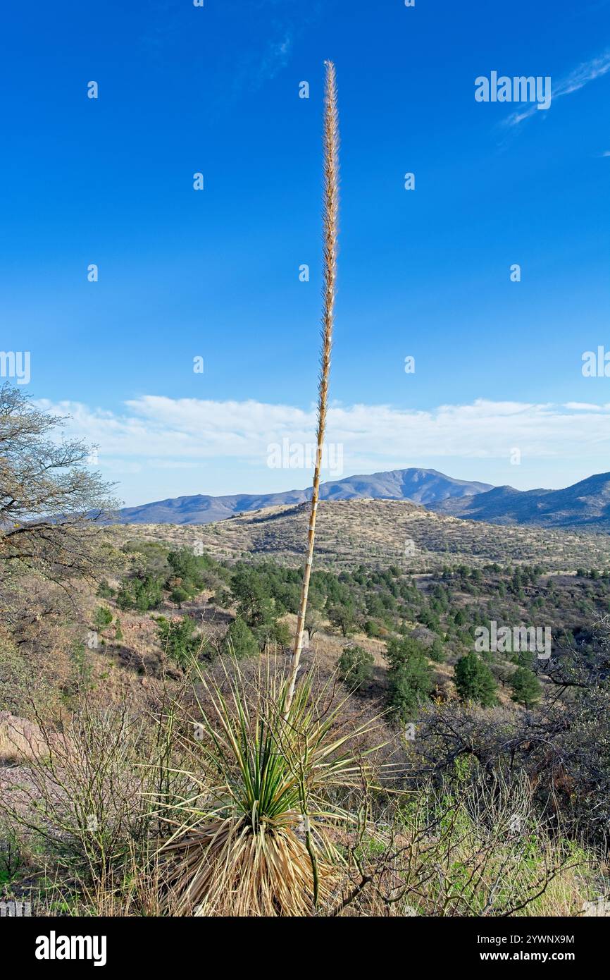 Sotol plant solitary stalk reaching blue sky over Davis mountain ...