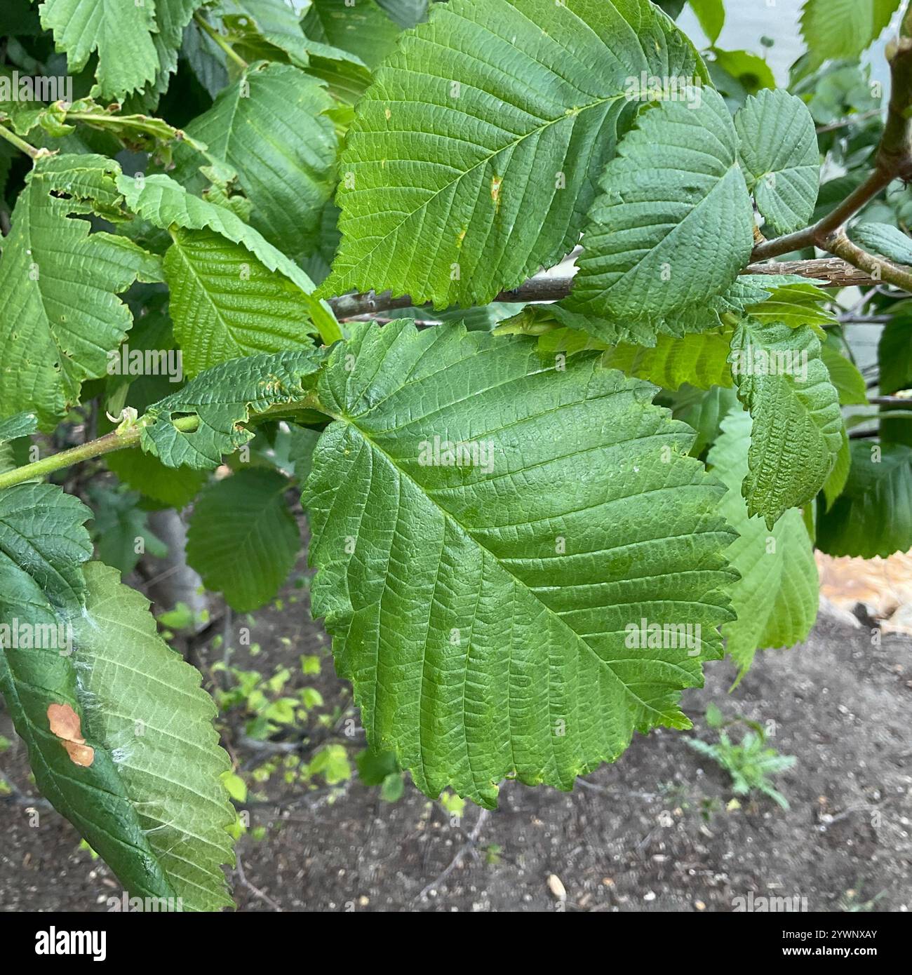 American elm (Ulmus americana Stock Photo - Alamy