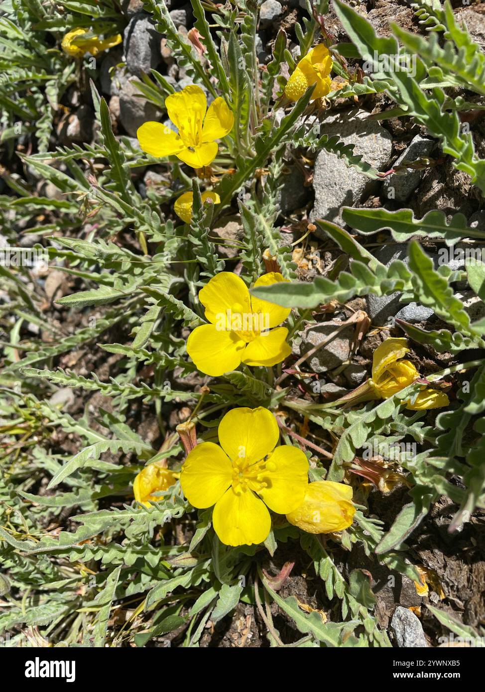 tansyleaf evening primrose (Taraxia tanacetifolia Stock Photo - Alamy